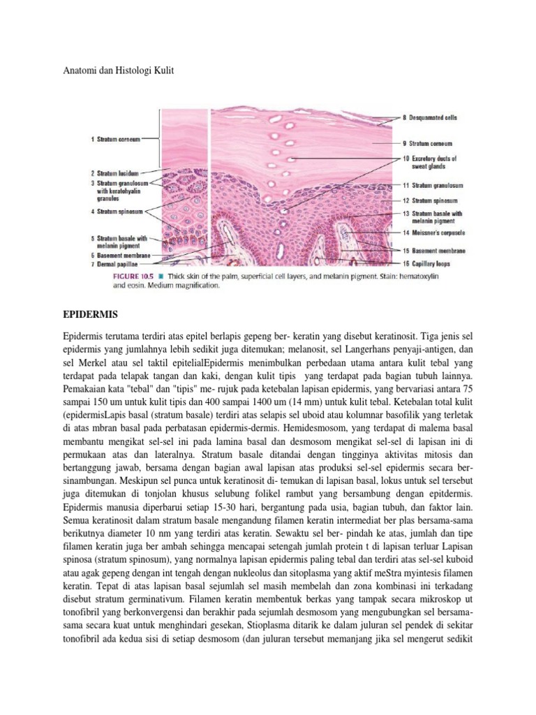 Anatomi Dan Histologi Kulit | PDF