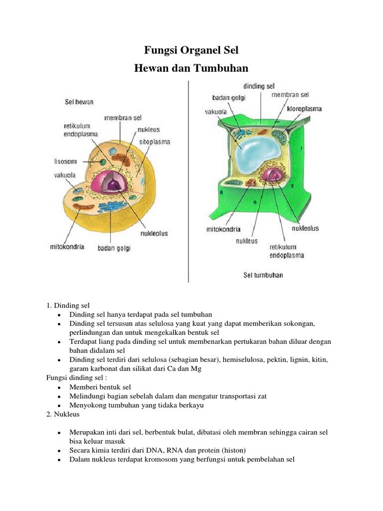 Fungsi Organel Sel | PDF
