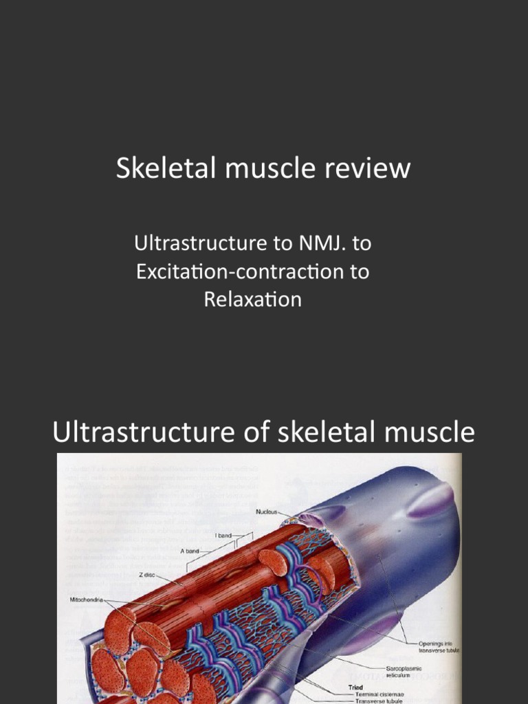 Skeletal Muscle Review | PDF