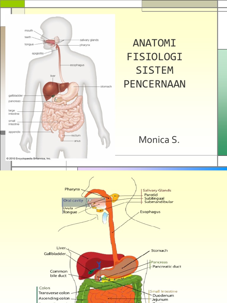 Anatomi Fisiologi Sistem Pencernaan - 4mhs | PDF | Kajian Bahasa Asing | Sains & Matematika