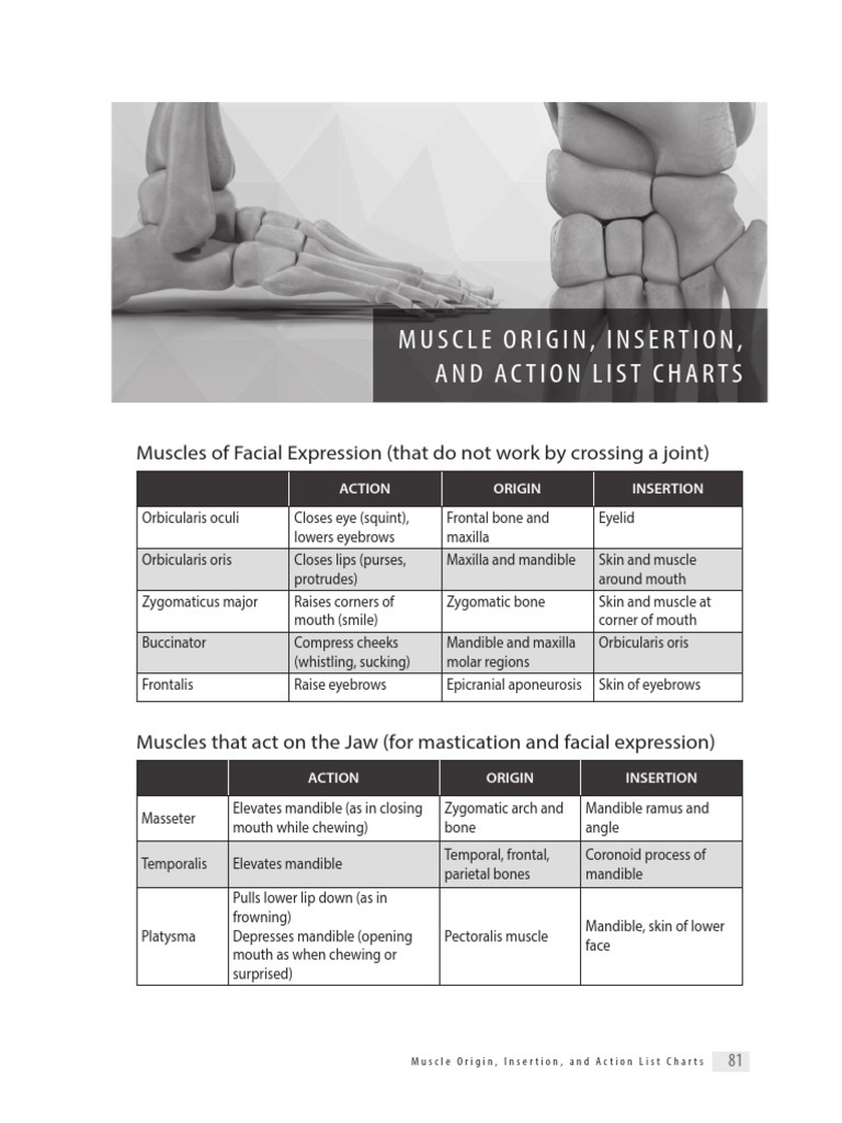 Muscle Charts PDF | PDF | Shoulder | Pelvis