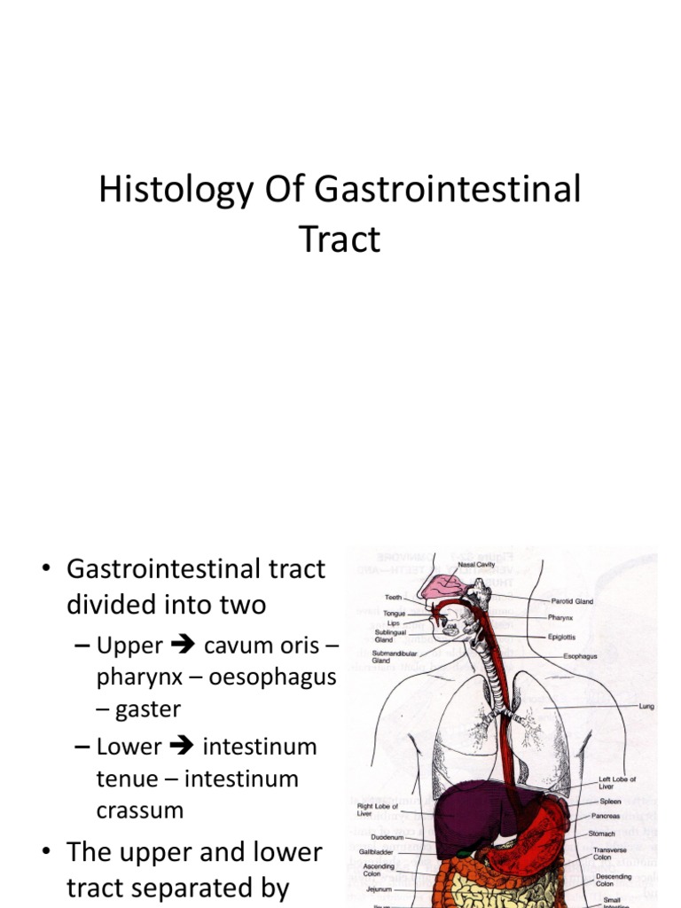 Gastrointestinal Tract Histology Overview | PDF | Esophagus | Stomach