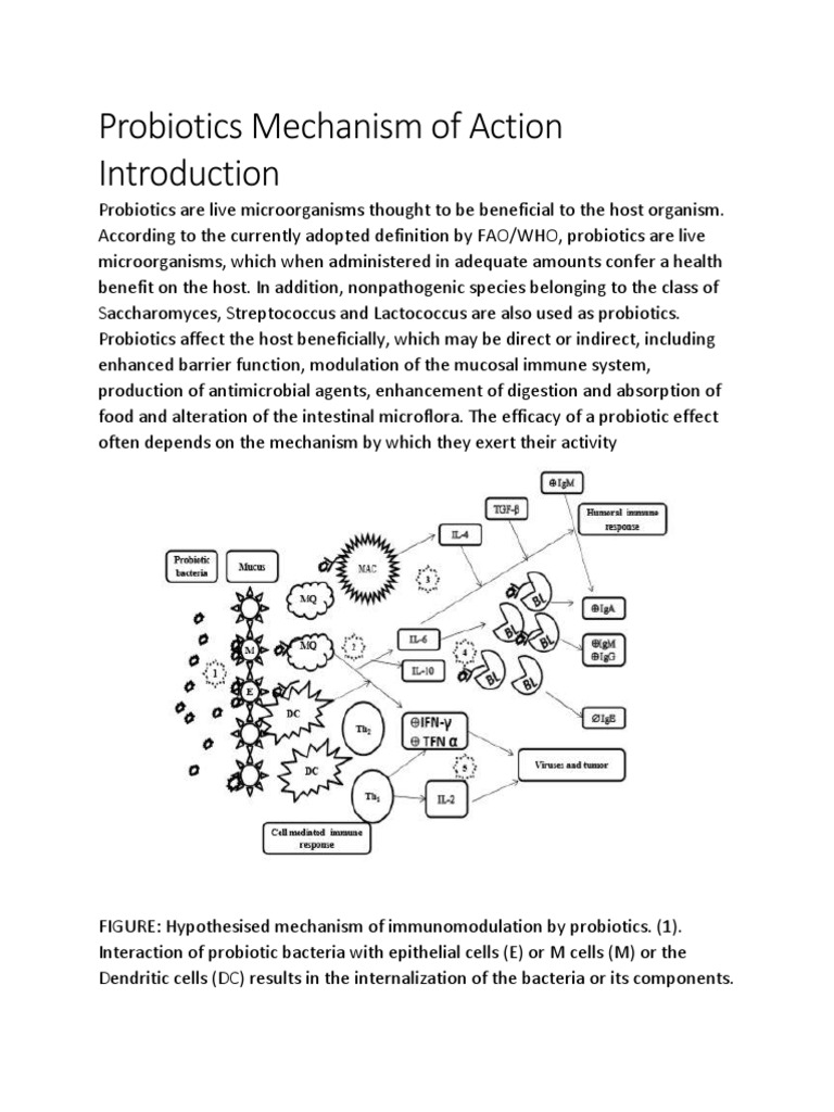 Probiotics Mechanism of Action | PDF | Probiotic | Lactobacillus