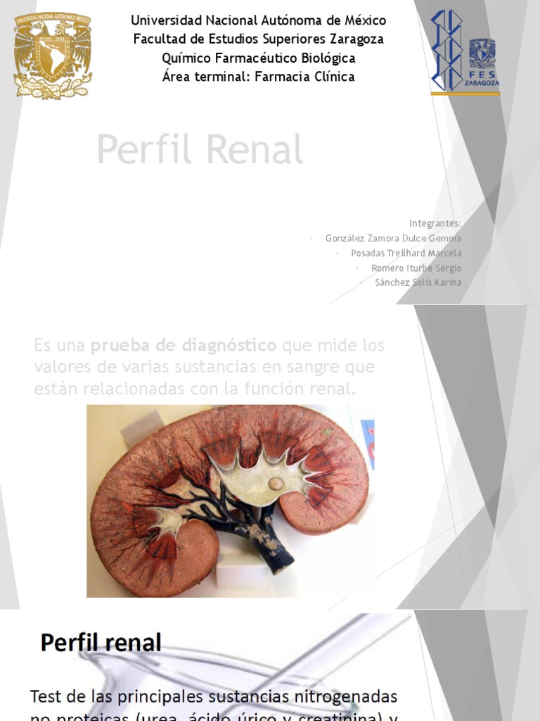 Perfil Renal | PDF