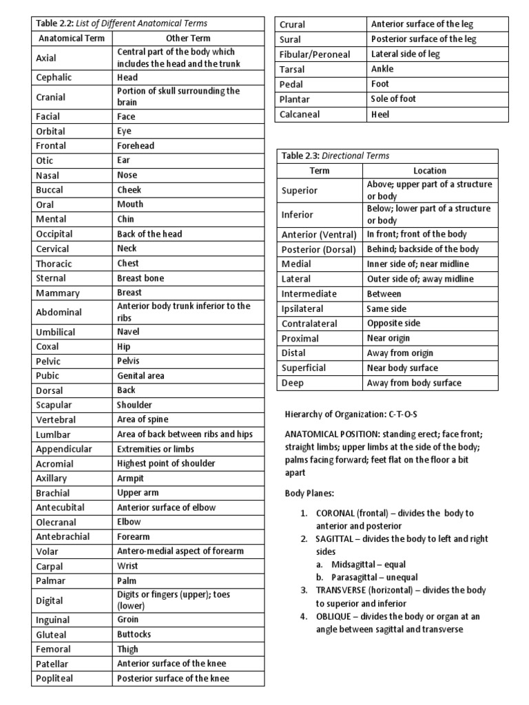 Anatomical Terms and Planes | PDF | Anatomical Terms Of Location ...