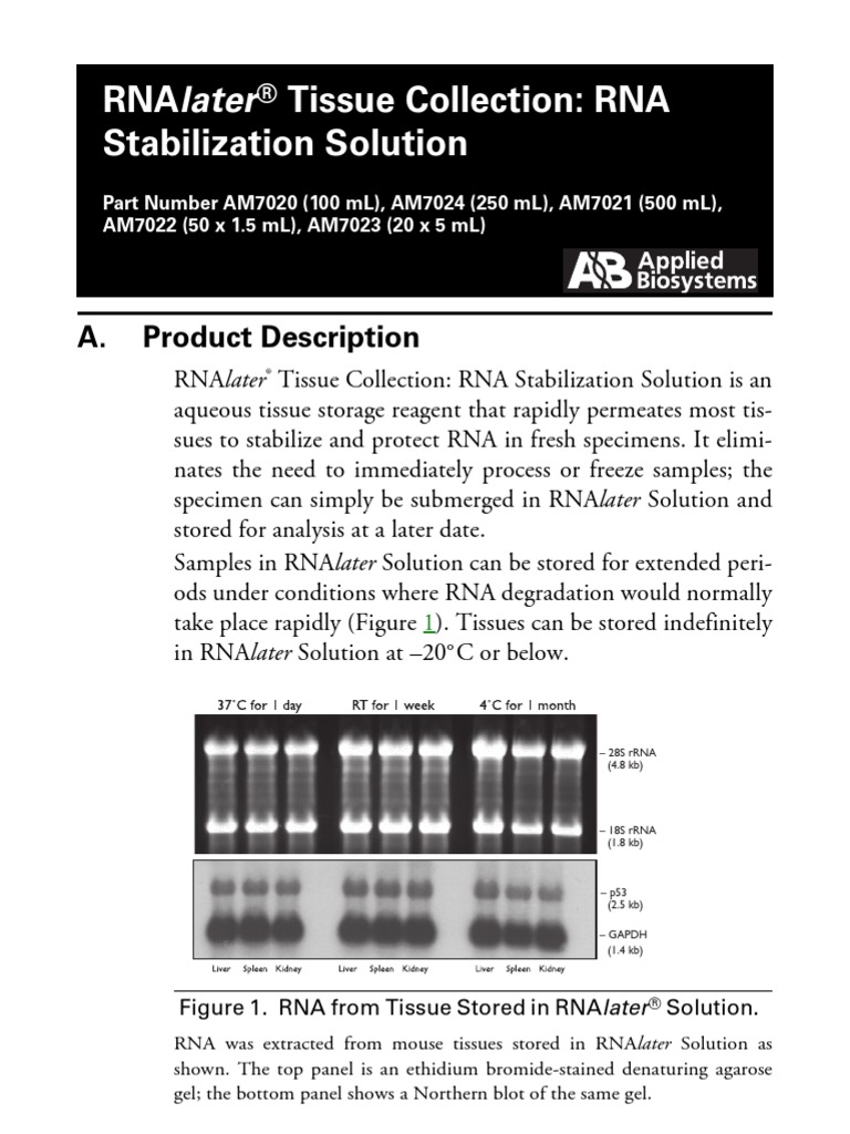 RNAlater RNA Stabilization Solution Qiagen | PDF | Gel Electrophoresis ...