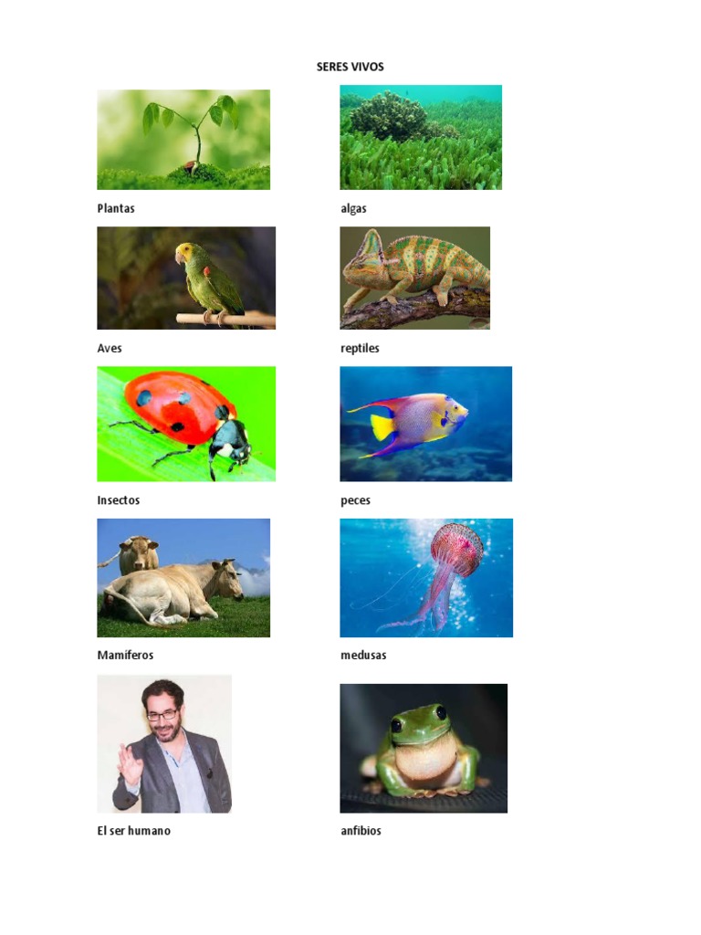 Ejemplos de seres vivos y no vivos | PDF | Organismos | Naturaleza