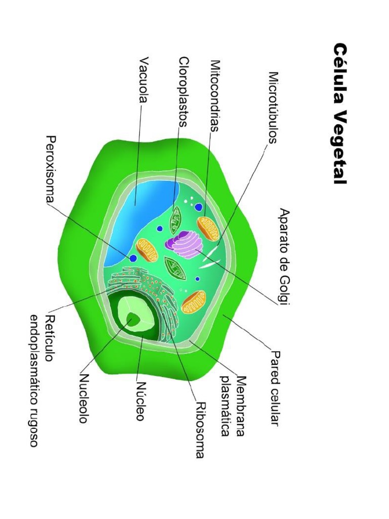 Célula Vegetal Celula Vegetal