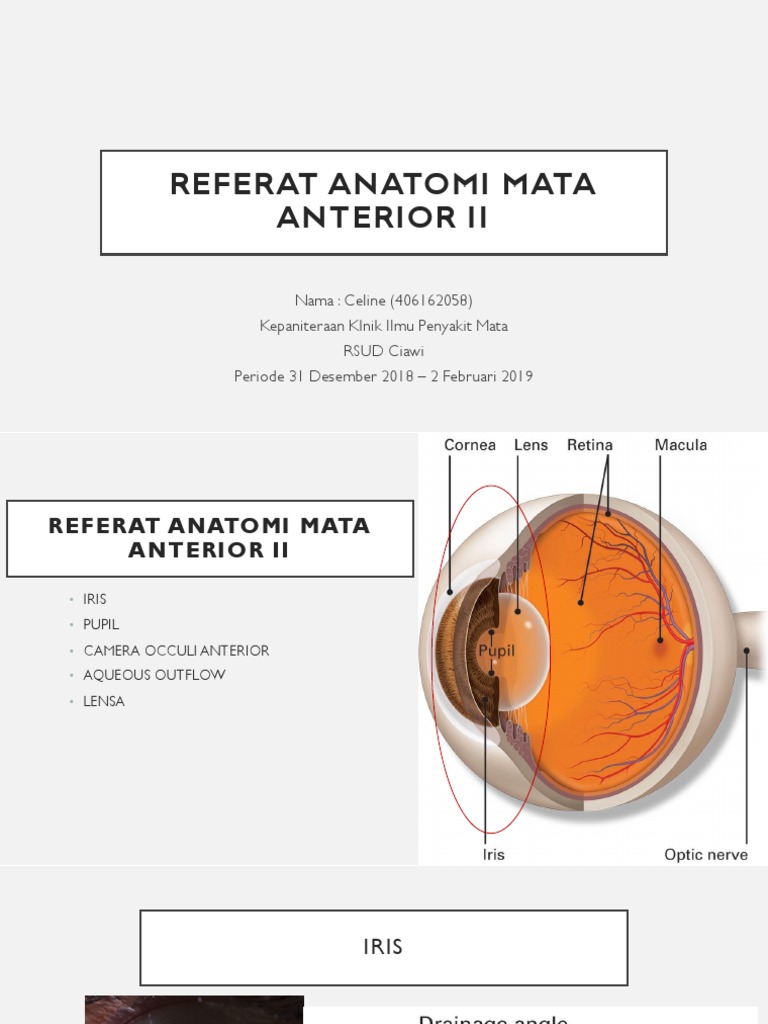 Referat Anatomi Mata Anterior (Iris, Pupil, COA, Aqueous Outflow, Lensa ...