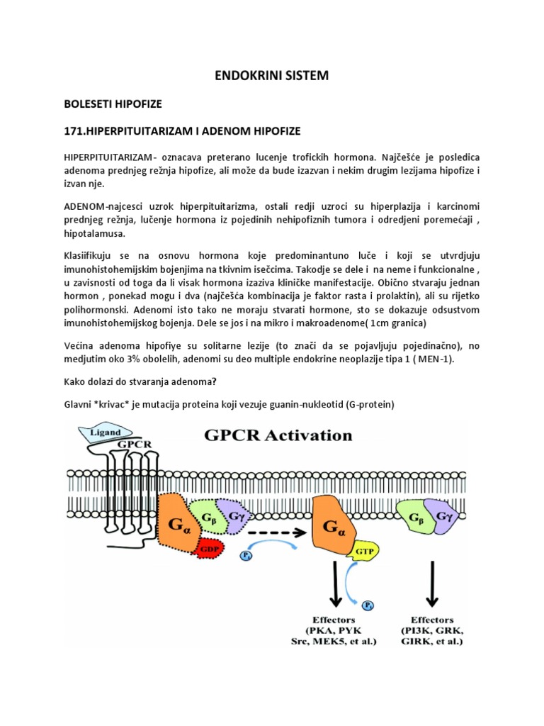 Endokrini Sistem | PDF