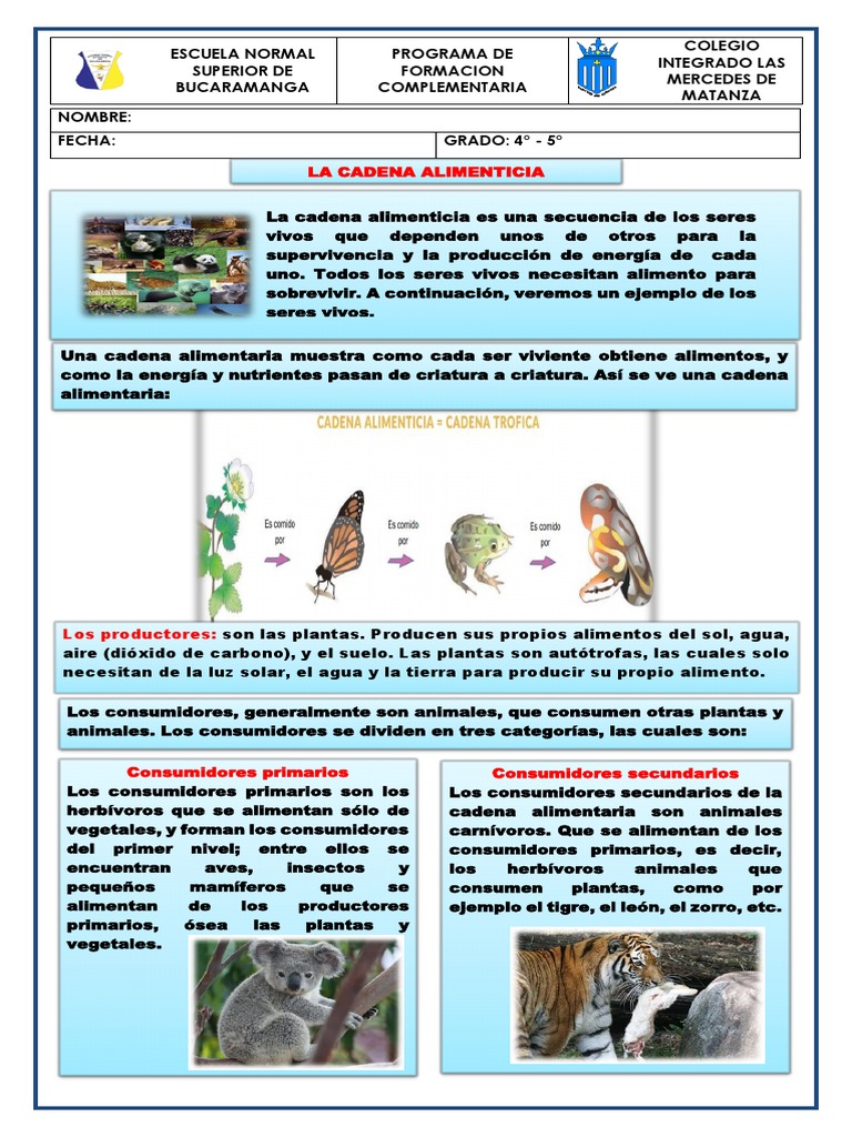 Hoja De Trabajo Sobre La Cadena Alimentaria En La Escuela Secundaria