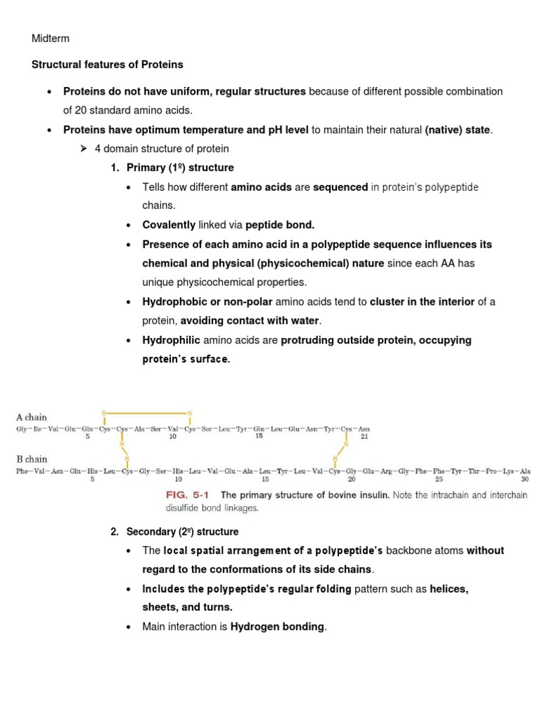 Proteins Handouts | PDF | Beta Sheet | Alpha Helix