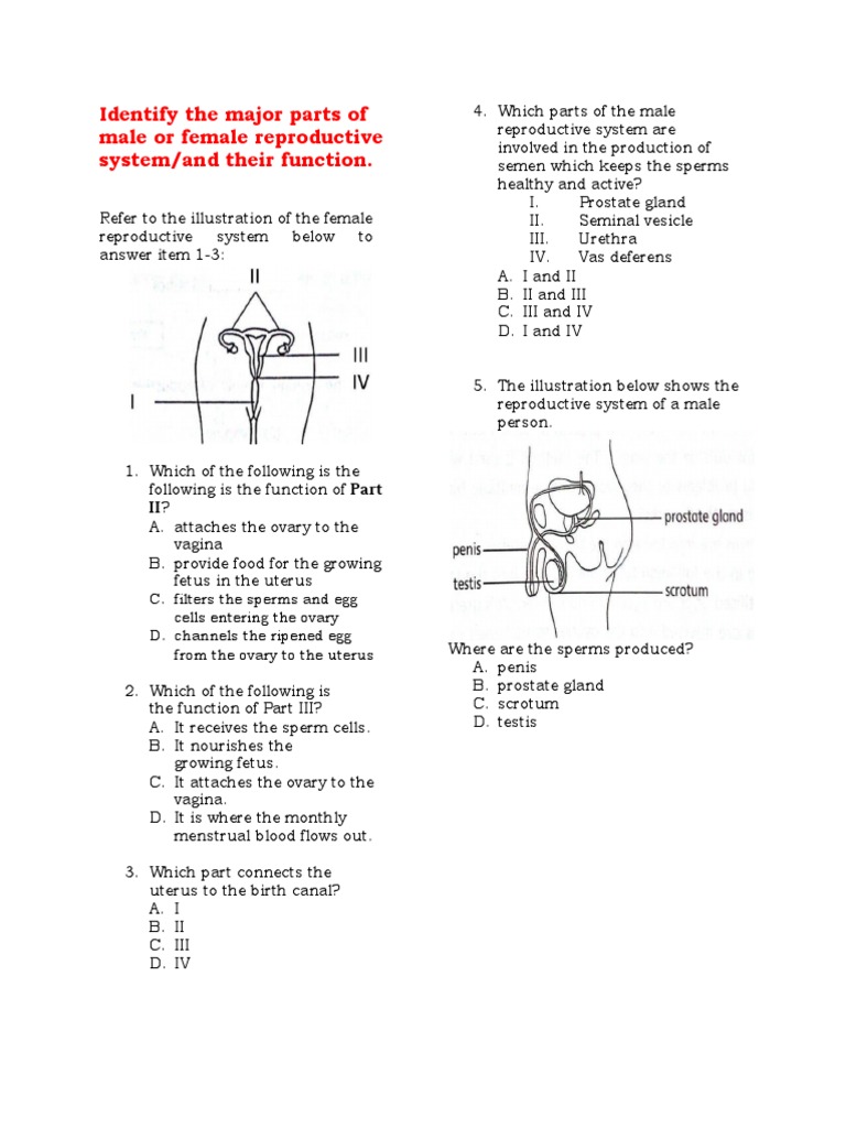 Major Parts of the Male and Female Reproductive Systems and Their ...