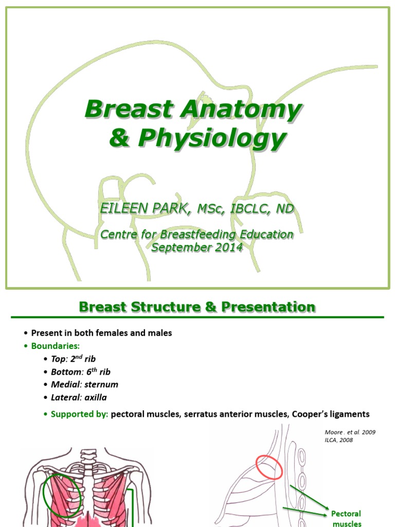Notes Breast Anatomy and Physiology | PDF | Lactation | Nipple