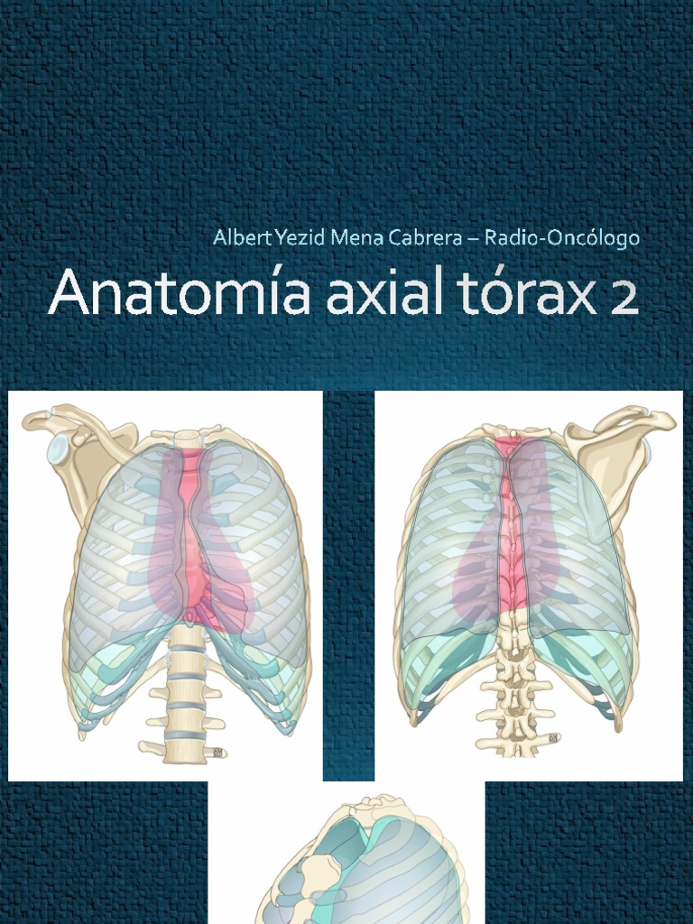 Anatomía Axial Tórax 2 | PDF | Aorta | Pulmón