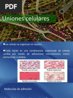 Uniones Intercelulares | PDF | Biología Celular | Técnicas de laboratorio.