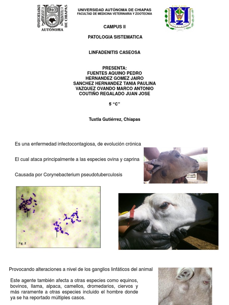 Linfadenitis Caseosa | PDF | Ganglio linfático | Leucocito