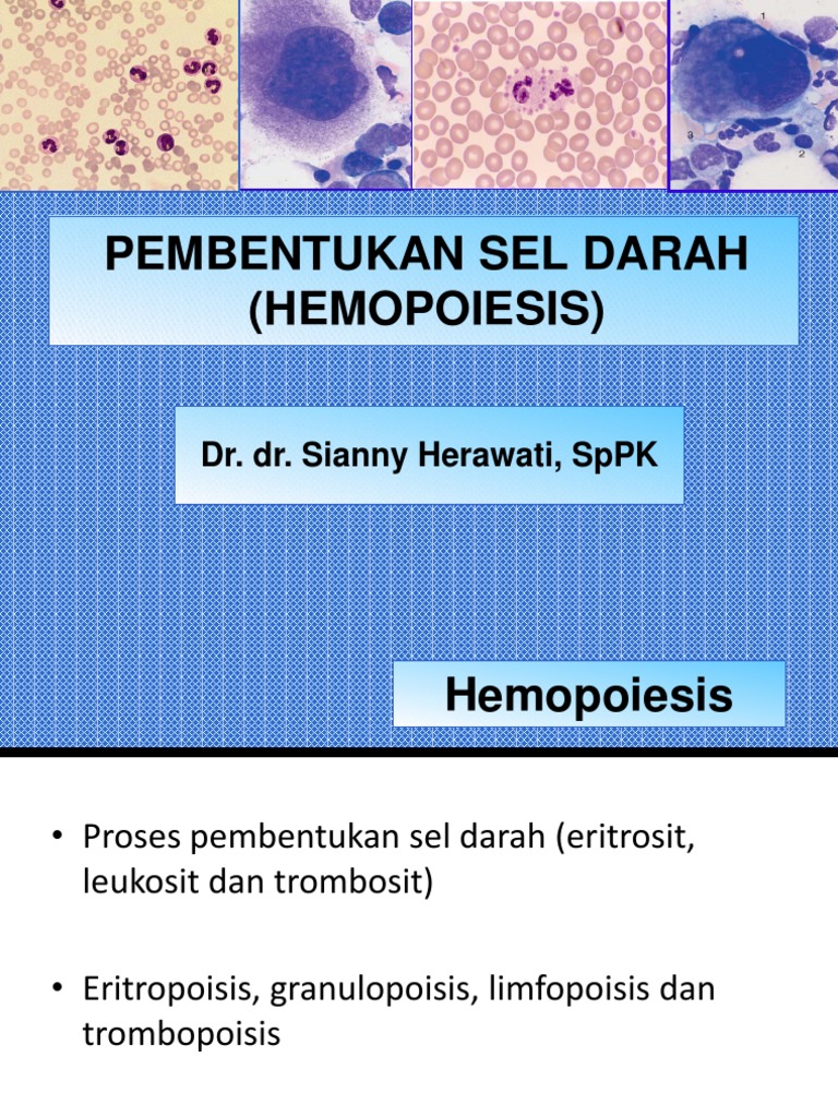 Pembentukan Sel Darah (Hemopoiesis) | PDF