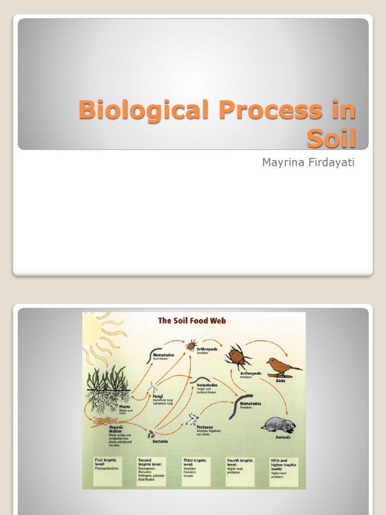 Biological Process in Soil: Mayrina Firdayati | Download Free PDF ...