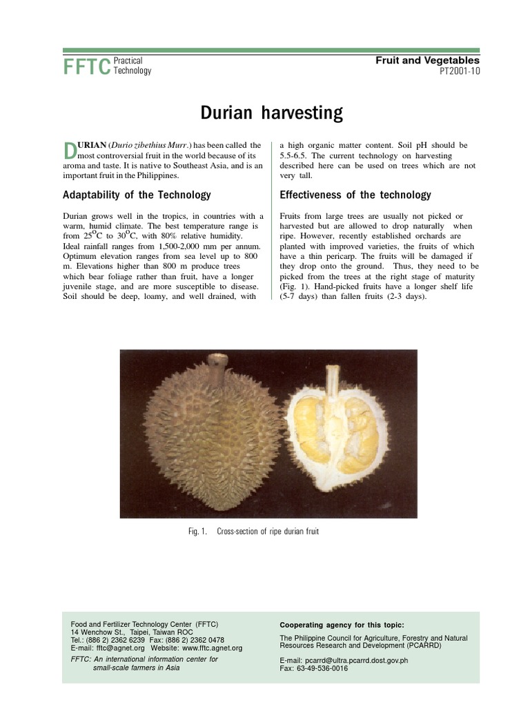 Durian Harvesting | PDF | Fruit | Agronomy