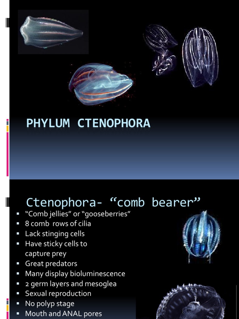Phylum Ctenophora | PDF