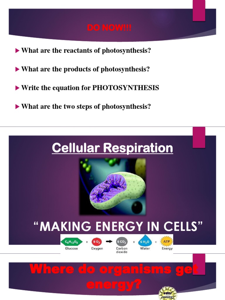 3 - Cellular Respiration Notes | PDF | Cellular Respiration | Adenosine ...