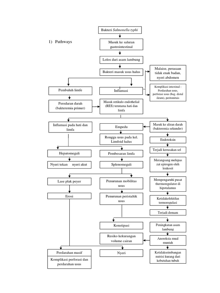 Pathway Thypoid Baru | PDF