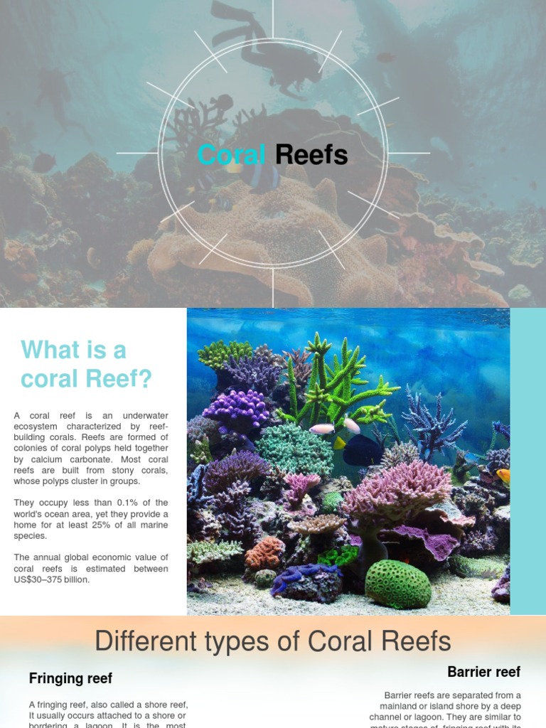 Coral Reefs | PDF | Coral Reef | Coral