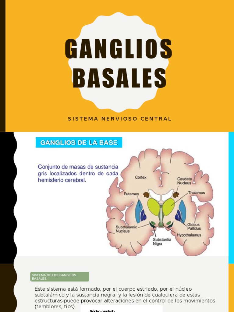 Ganglios Basales