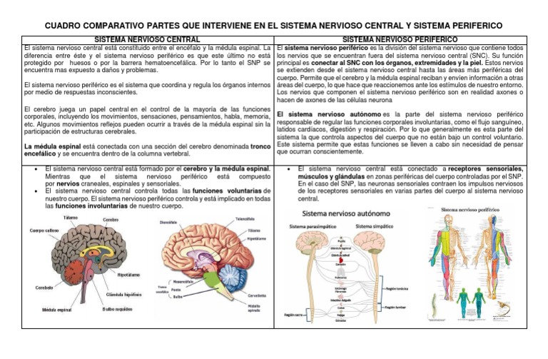 Cuadro Comparativo Partes Que Interviene En El Sistema Nervioso Pdmrea ... Cuadro Comparativo Partes Que Interviene En El Sistema Nervioso Pdmrea ...