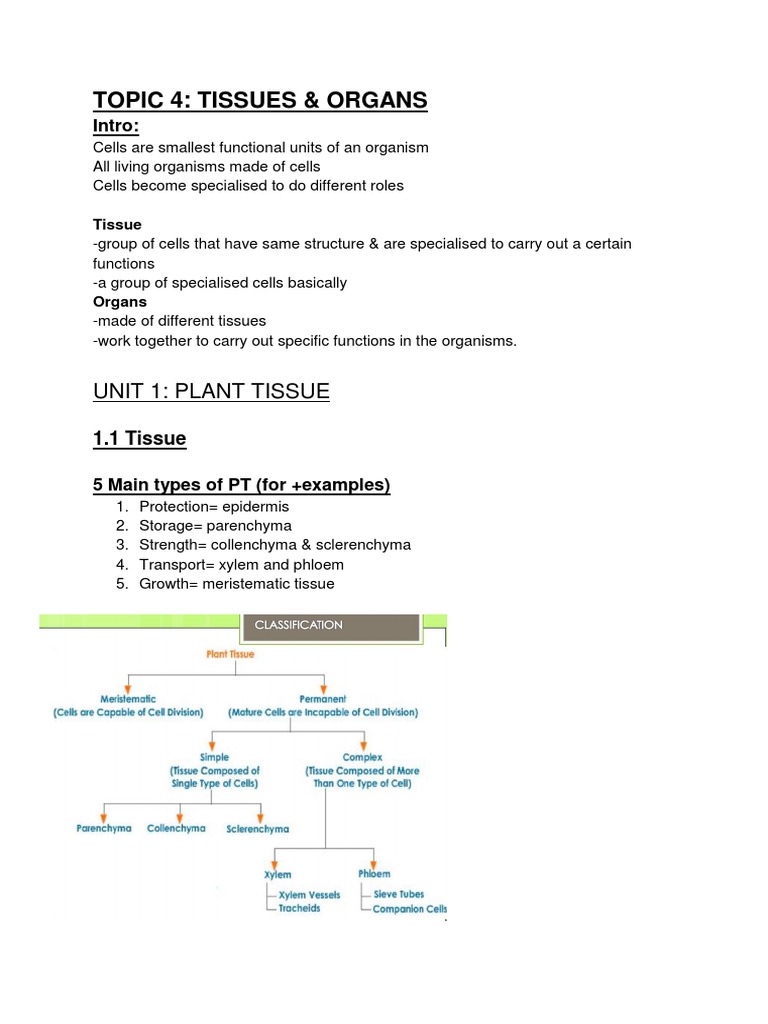 Overview of Dermal Tissue Functions | PDF