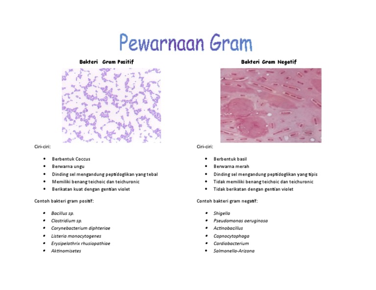 Bakteri Gram Positif | PDF