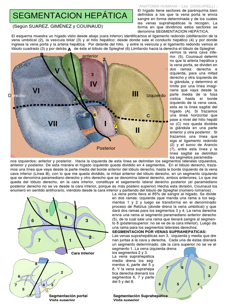 Segmentación Hepática | Hígado | Abdomen