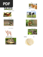 Animales en Xinka | PDF