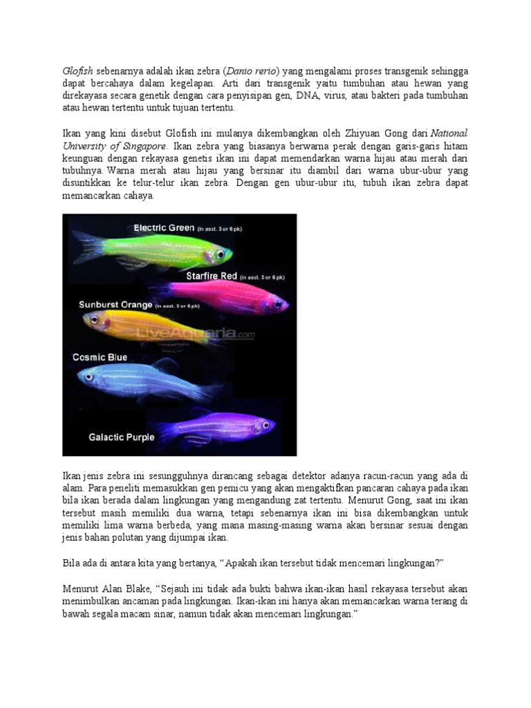Glofish Sebenarnya Adalah Ikan Zebra (Danio Rerio) Yang Mengalami ...