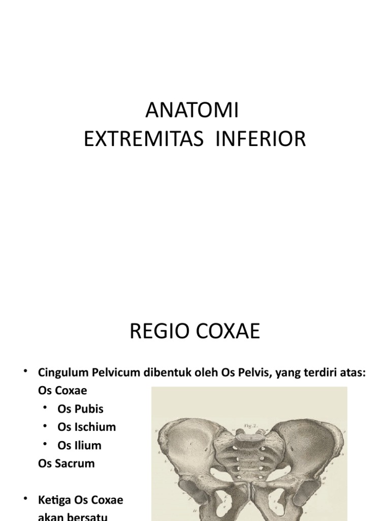 Anatomi Extremitas Inferior | PDF | Musculoskeletal System | Skeletal ...