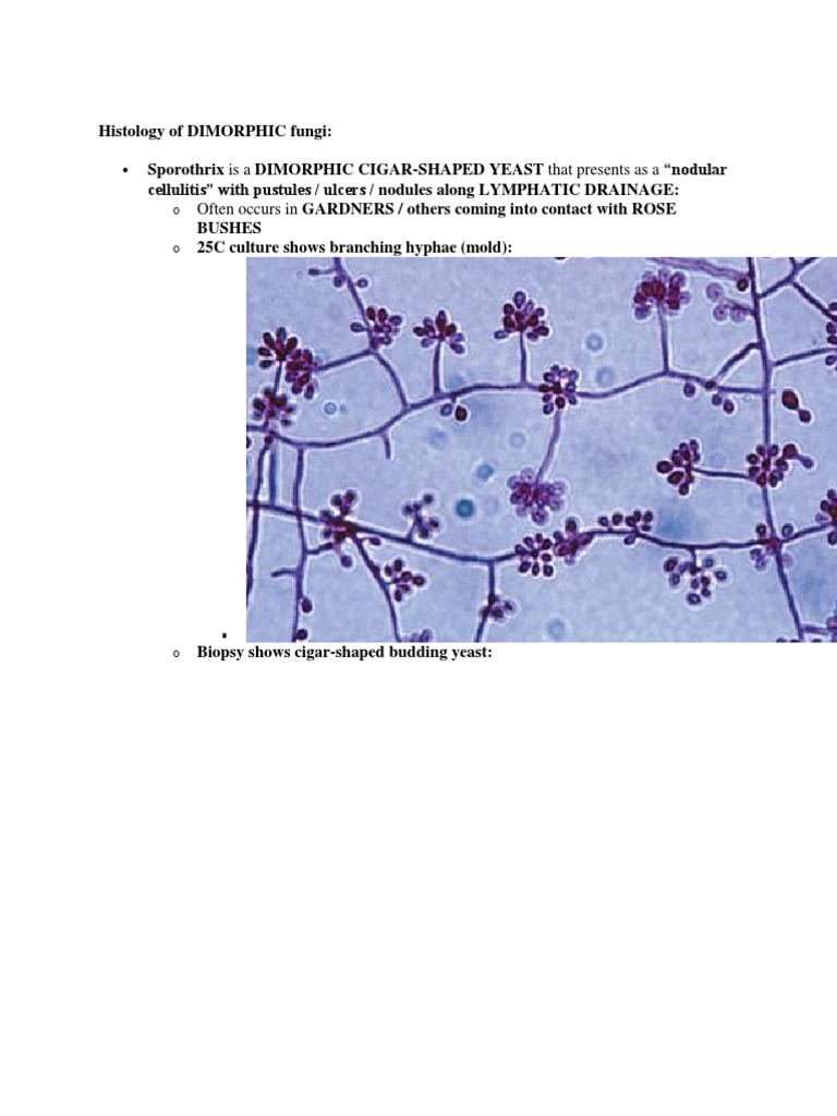 Dimorphic Fungi Pathology | PDF | Candidiasis | Medical Specialties