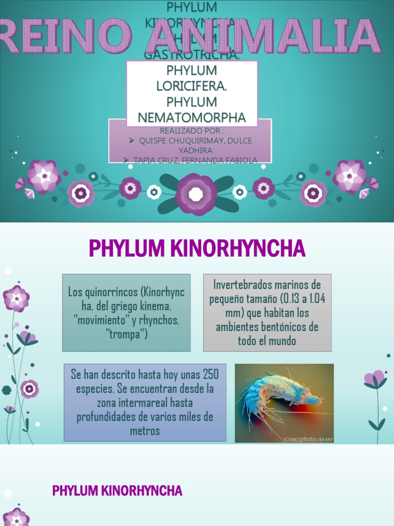 PHYLUM KINORHYNCHA (Autoguardado) | PDF