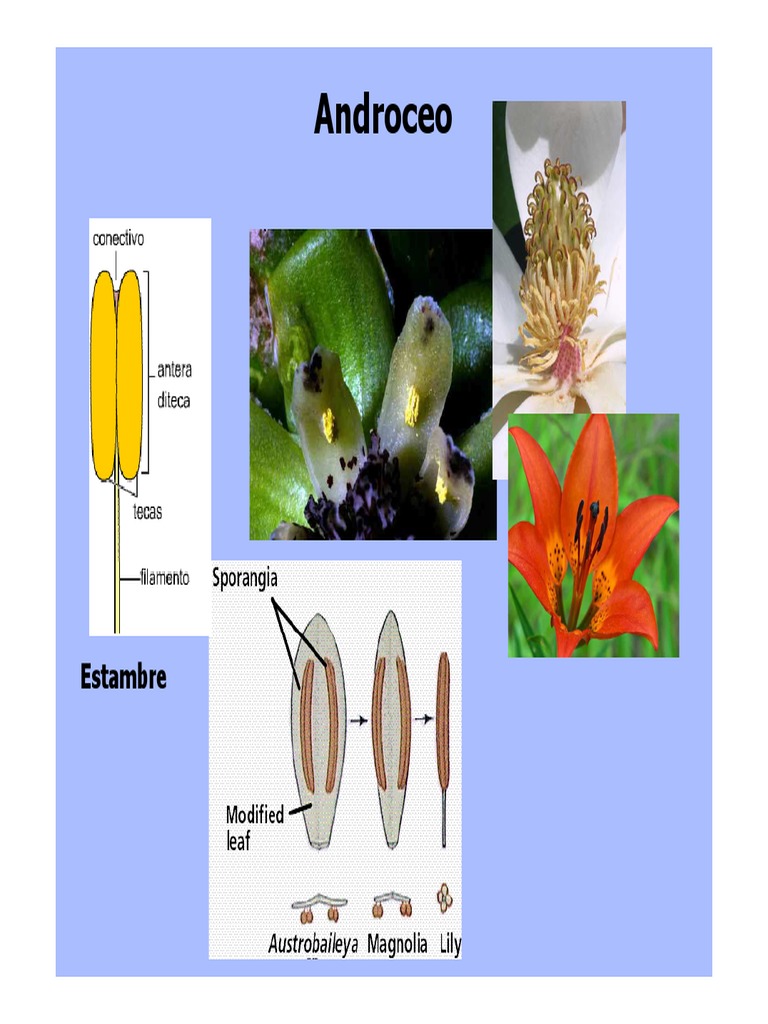 Cap. IV Bo - 4. Androceo | PDF