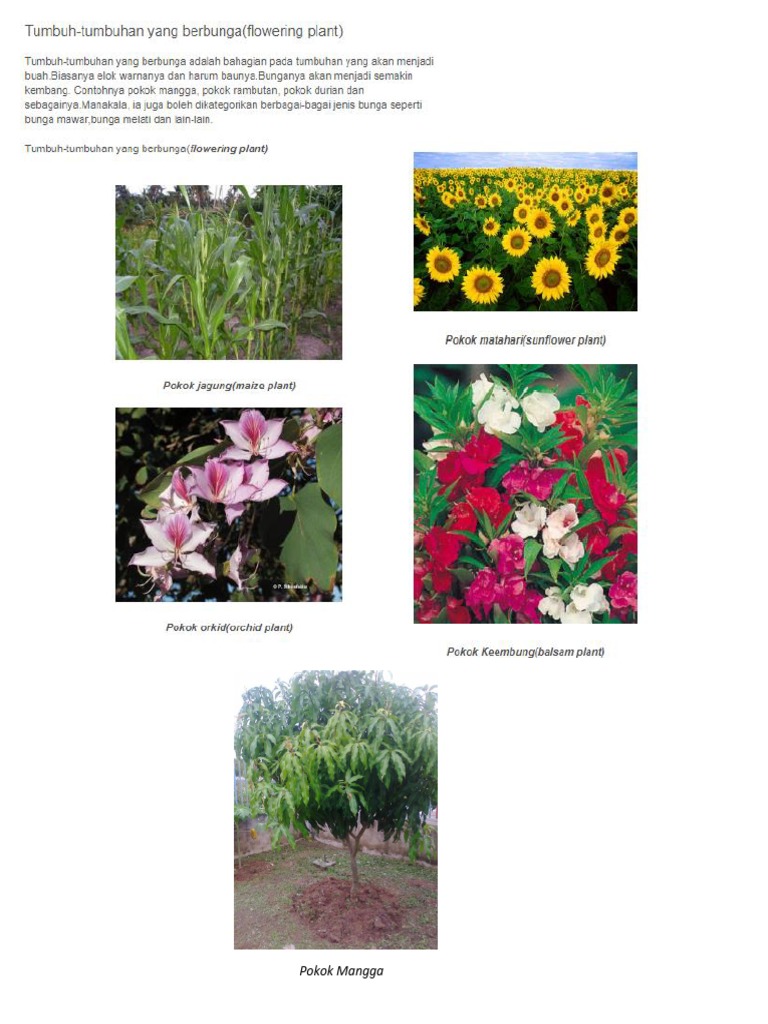 Tumbuhan Berbunga Tidak Berbunga Wardina | PDF