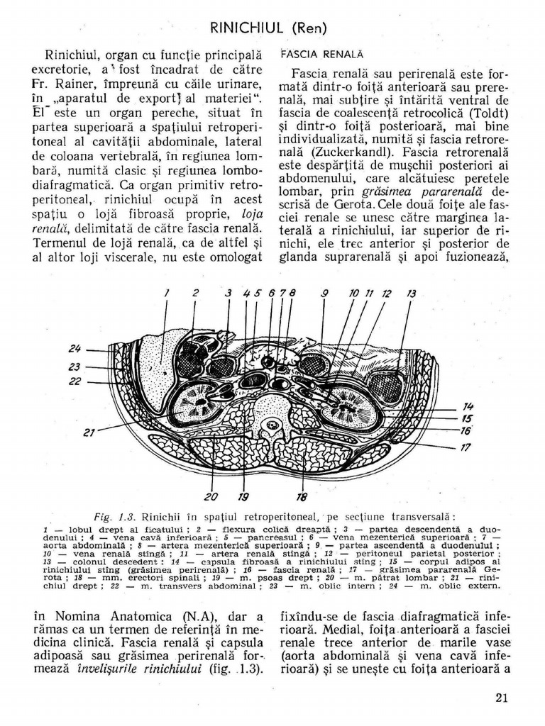 Viorel Ranga Anatomia Rinichiului PDF | PDF