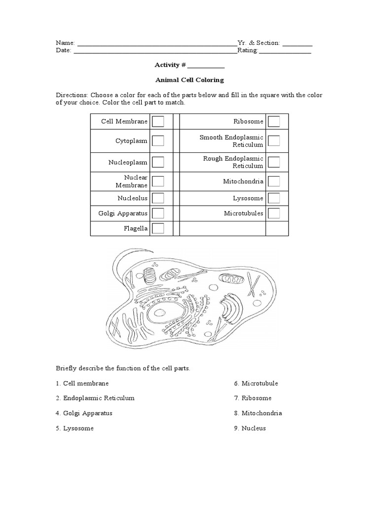 Cell Coloring Act | PDF | Science & Mathematics | Computers