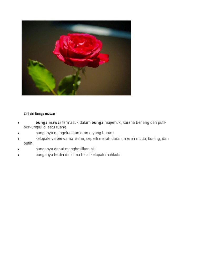 Ciri-Ciri Bunga Mawar yang Menarik | PDF | Puisi
