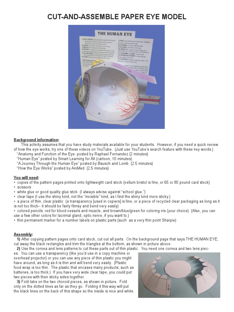 Paper Eye Model 1 | PDF | Human Eye | Cornea