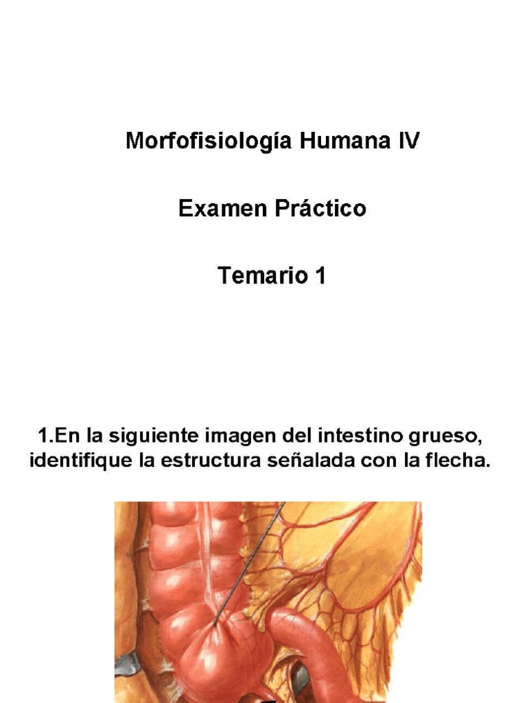 Examen Practico - Morfo IV | PDF