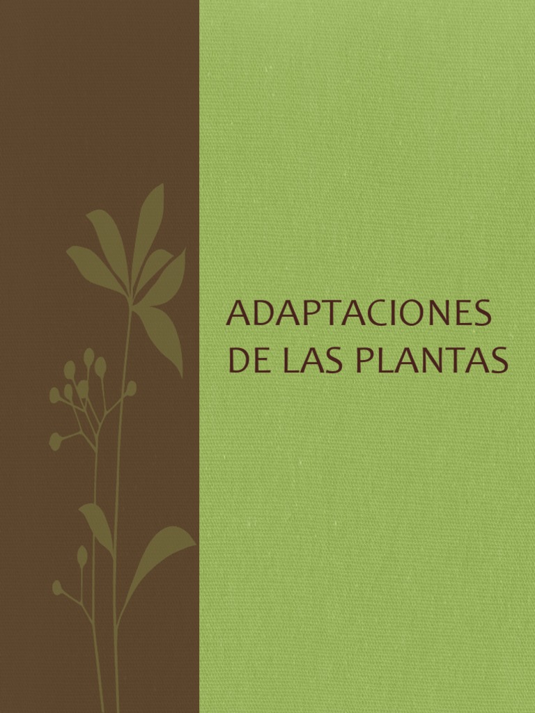 Adaptaciones de Las Plantas | Descargar gratis PDF | Hoja | Tallo de la ...