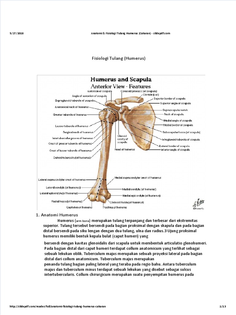 Anatomi Tulang Humerus dan Fungsinya | PDF | Ilmu Sosial | Sains ...