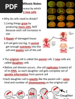 Amoeba Sisters Cell Cycle-1 | PDF | Mitosis | Chromosome