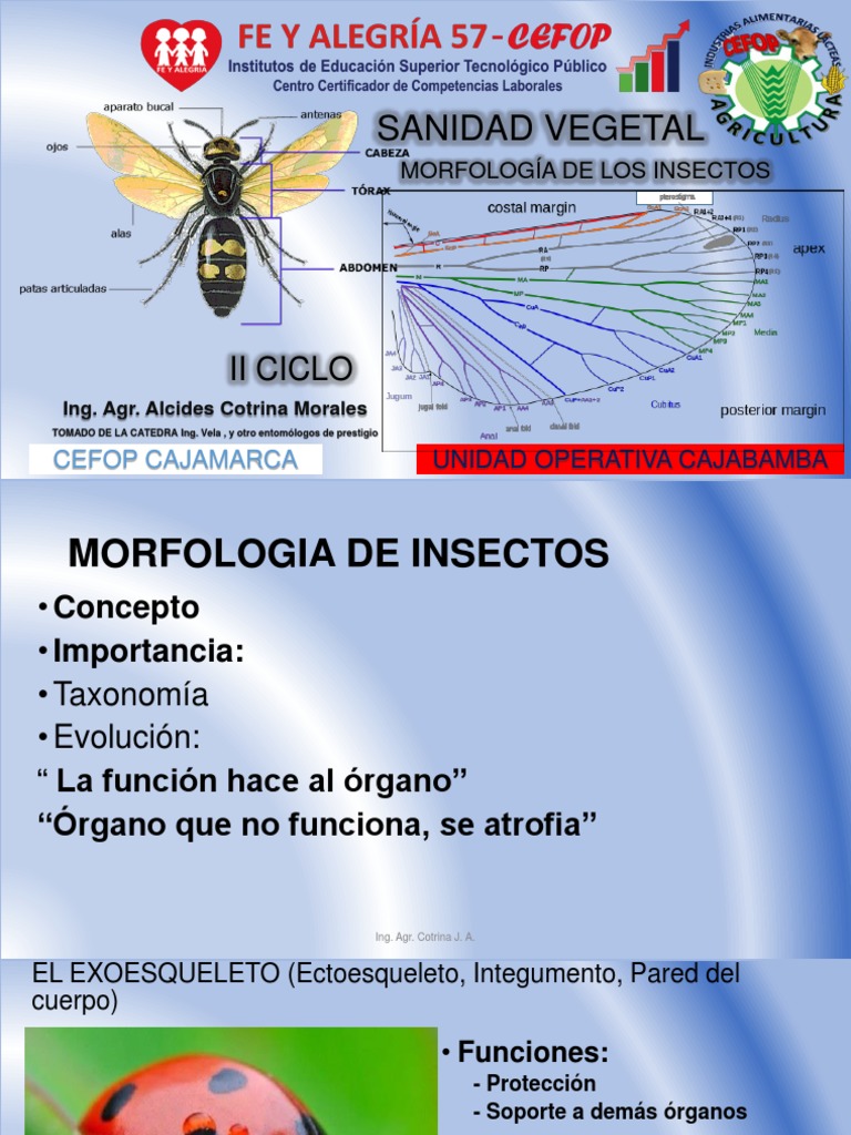 Morfología de Insectos: Estructura y Función | PDF | Insectos | Tórax