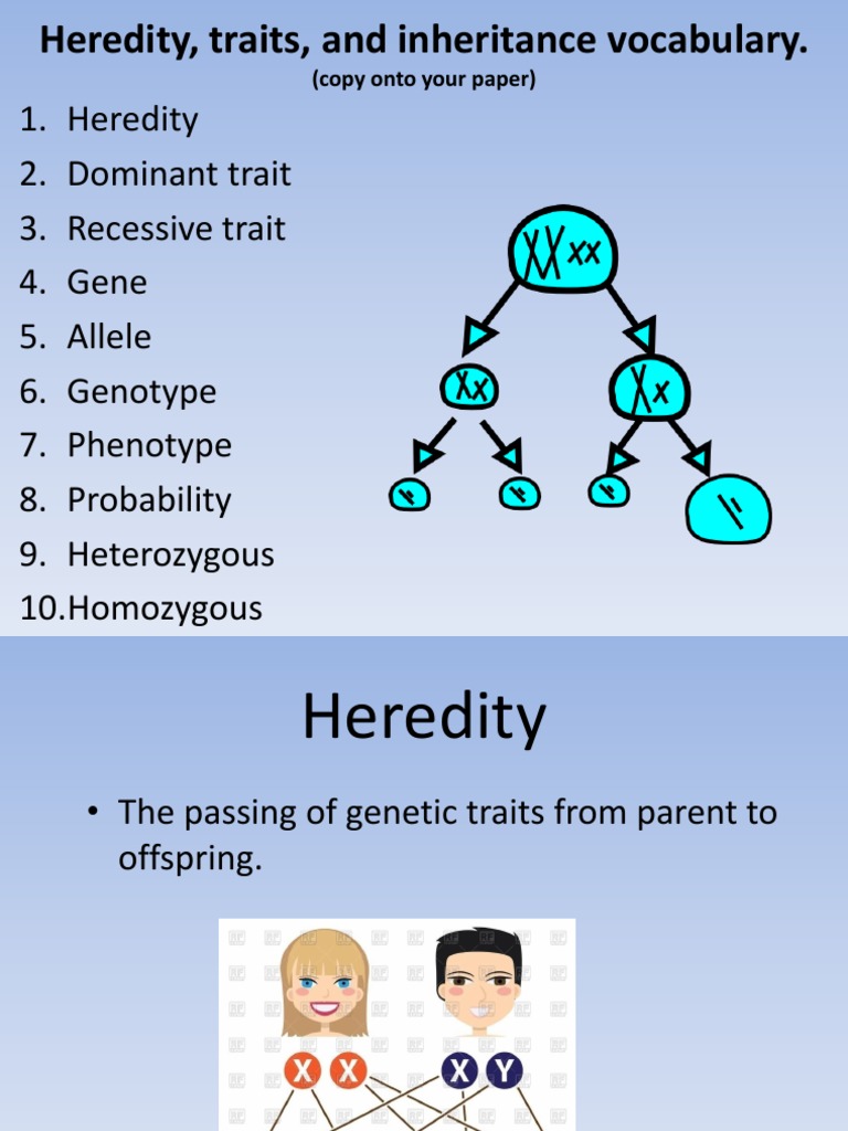 Heredity, Traits, and Inheritance Vocabulary | PDF | Science & Mathematics